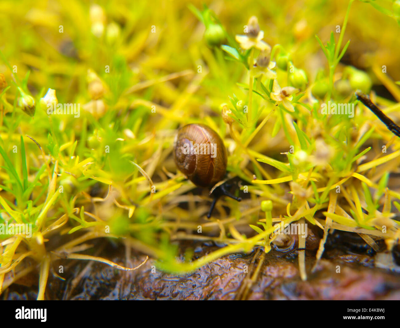 Structure of snail hi-res stock photography and images - Alamy