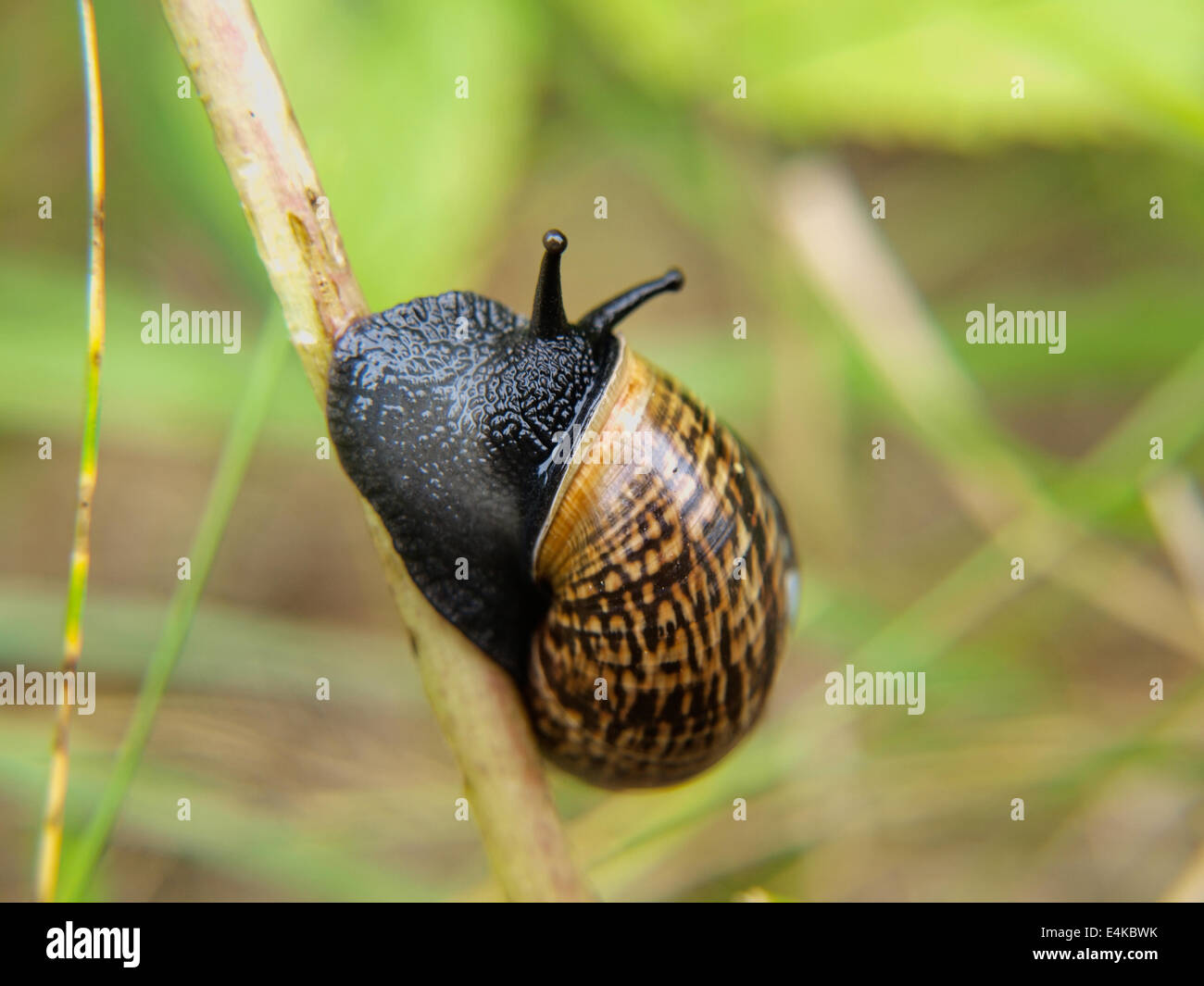 Mollusk house hi-res stock photography and images - Alamy