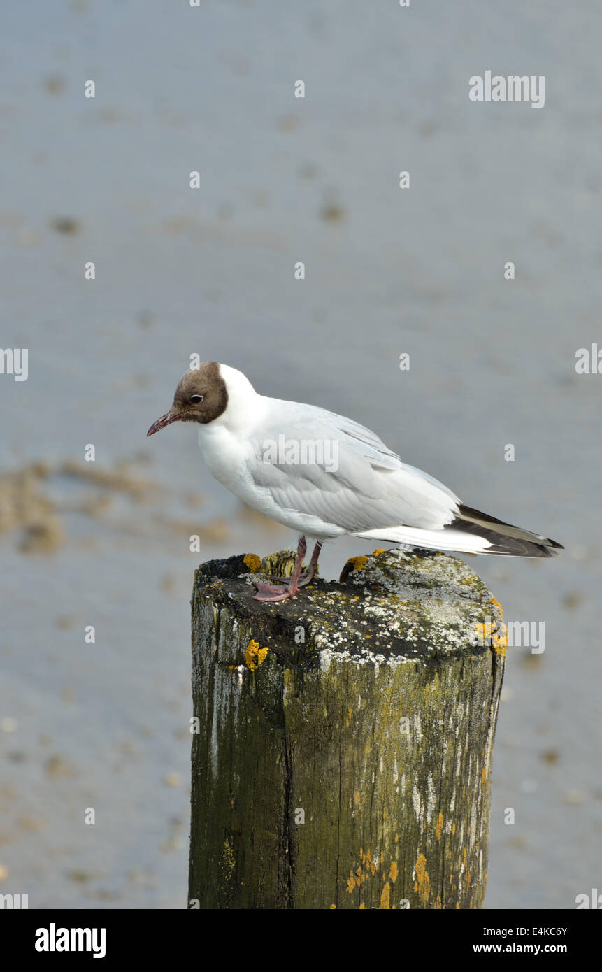 Seagull sitting on pole hi-res stock photography and images - Alamy