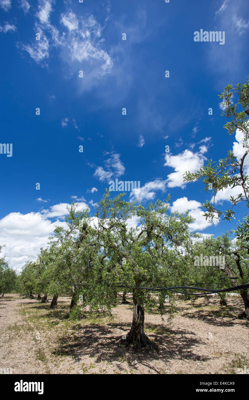 Olive trees field. Canosa DP, Puglia. Italy Stock Photo - Alamy