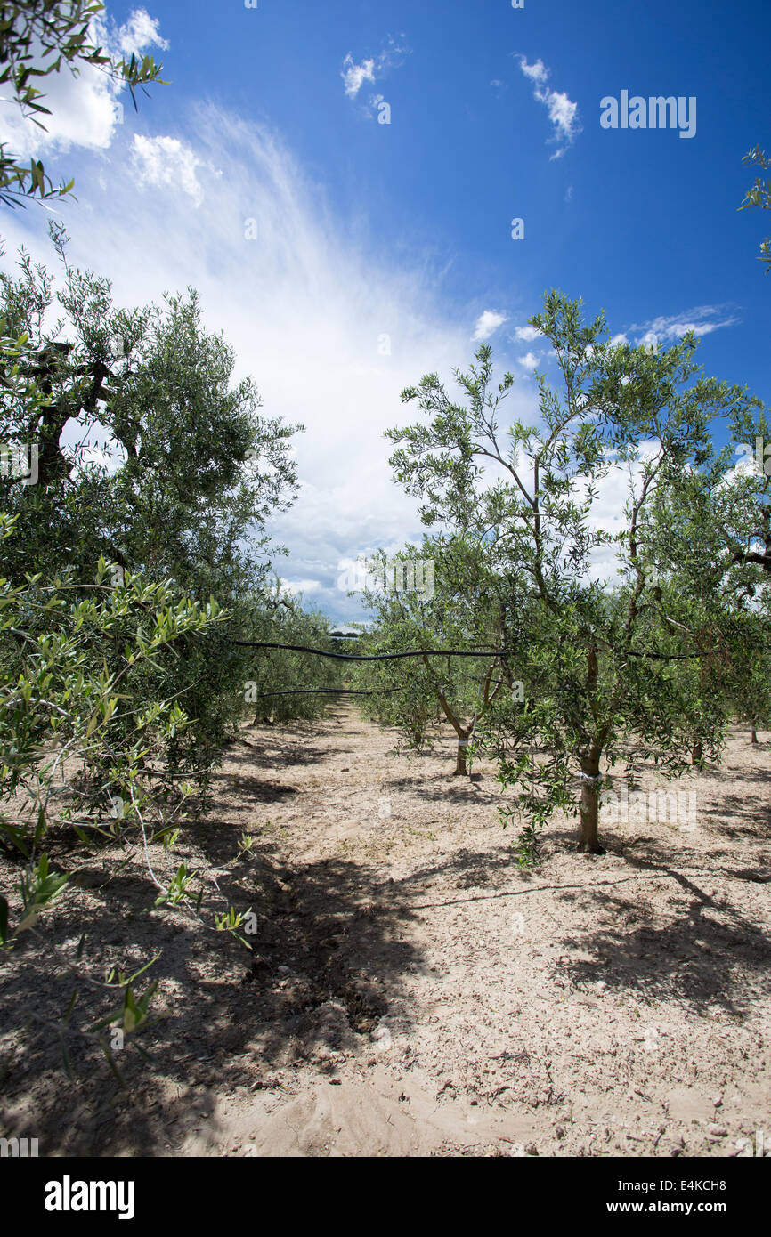 Olive trees field. Canosa DP, Puglia. Italy Stock Photo - Alamy