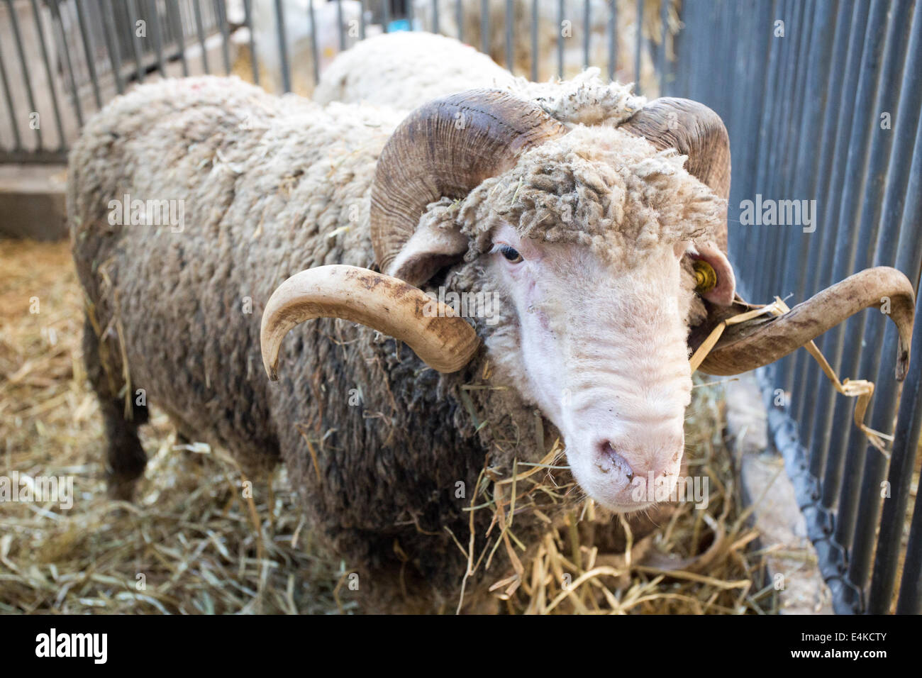 Old mutton with its horns. Foggia, Puglia. Italy Stock Photo - Alamy