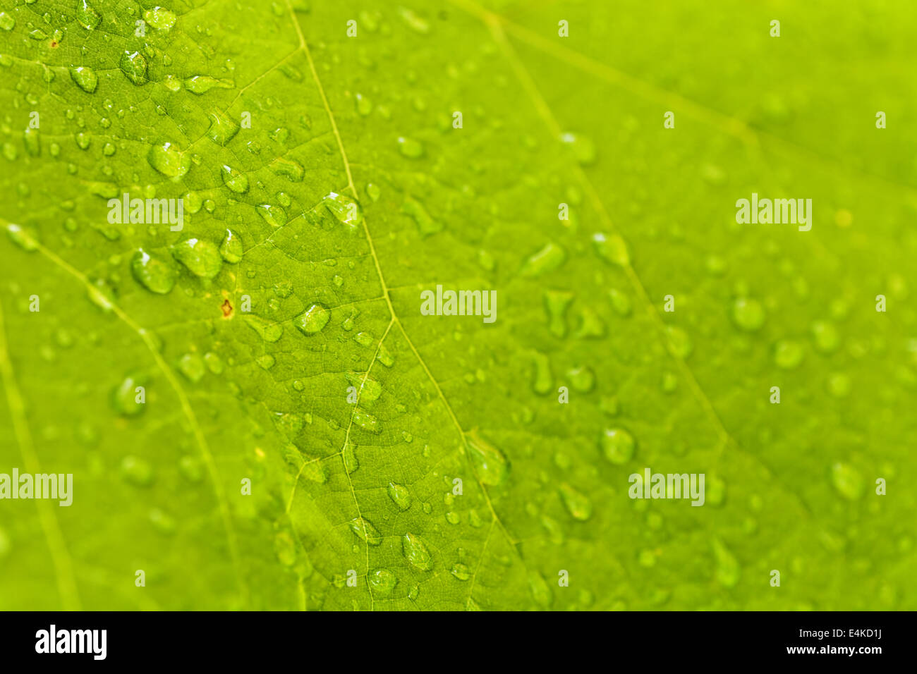pure rain drops on a green leaf Stock Photo - Alamy