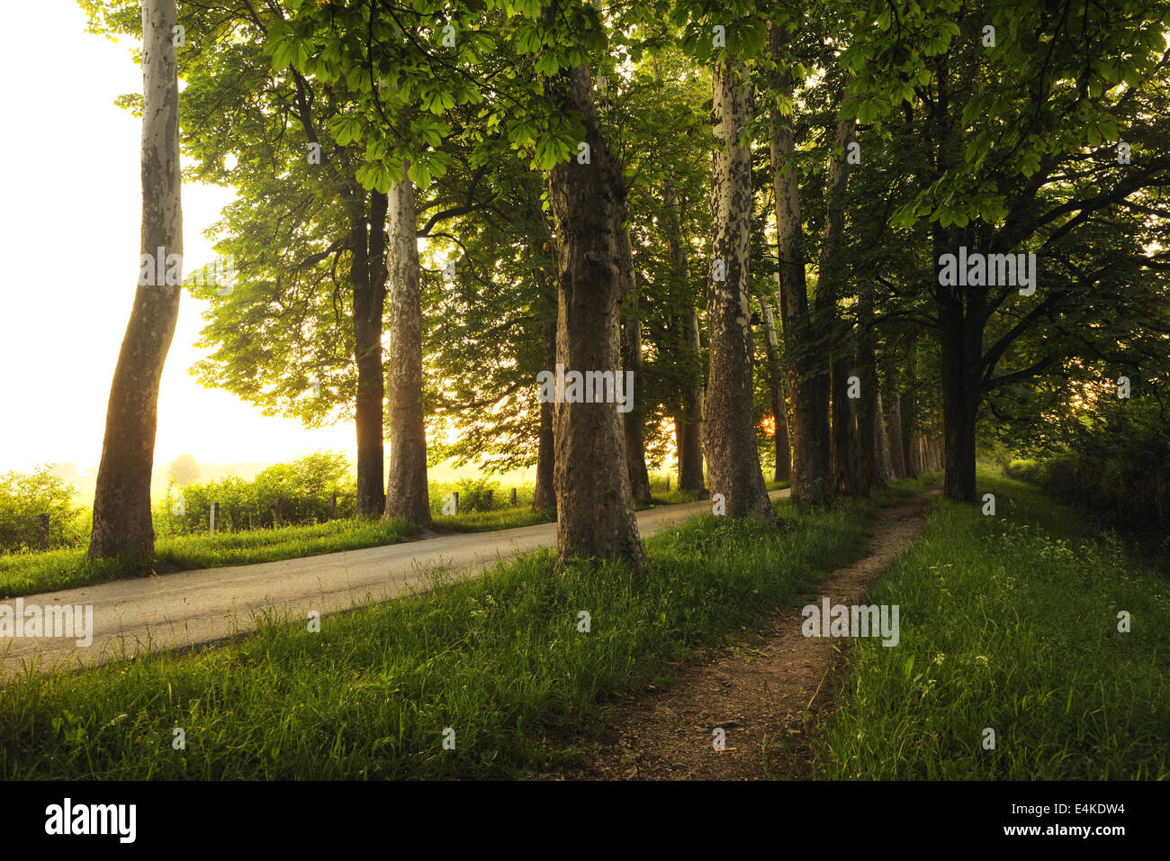 sunrise in beautiful alley Stock Photo - Alamy