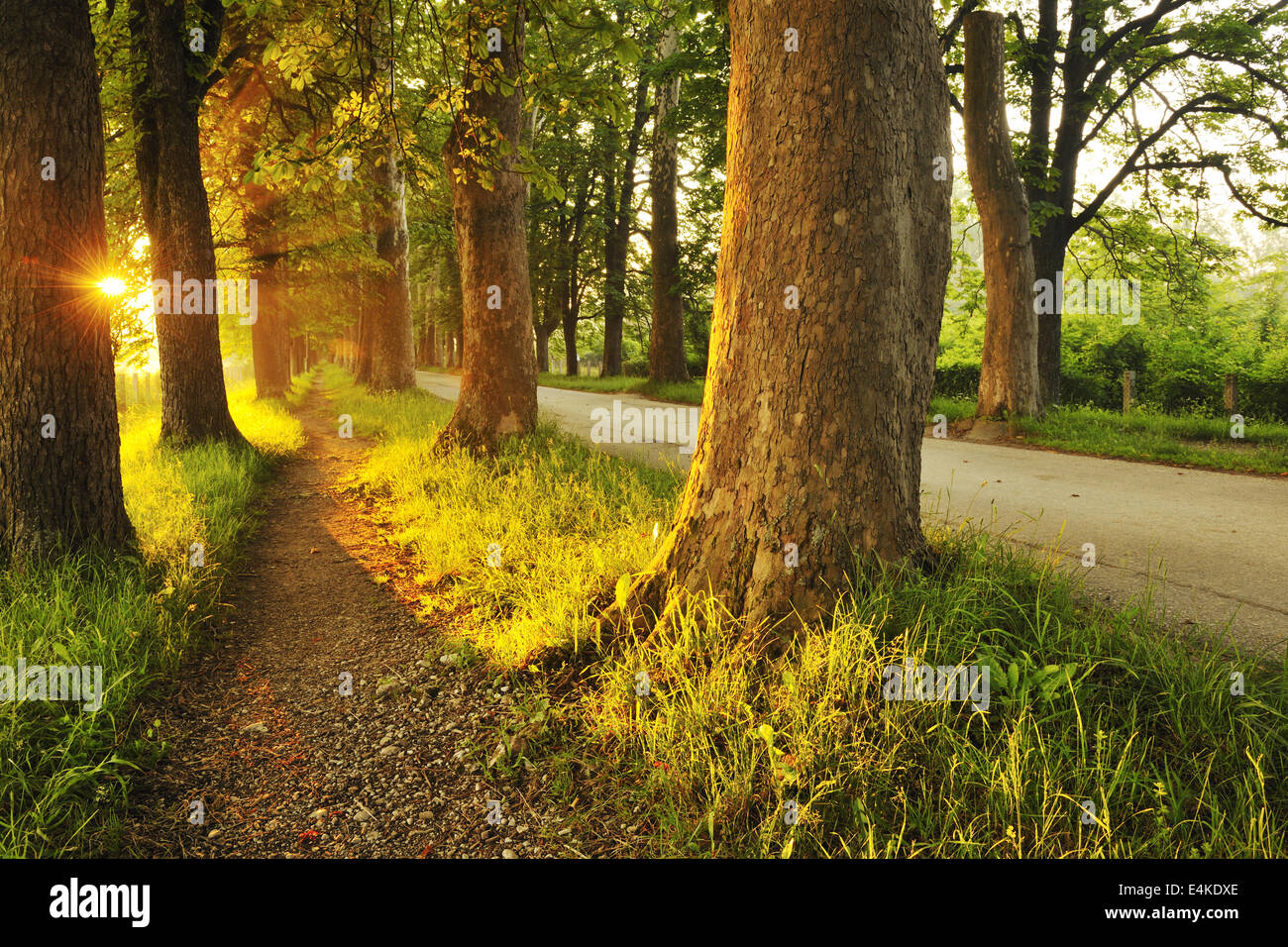 sunrise in beautiful alley Stock Photo - Alamy