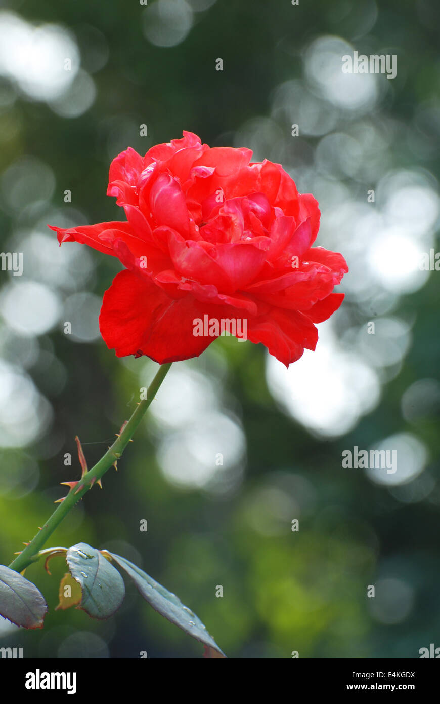 red rose beautiful in the Garden Stock Photo - Alamy
