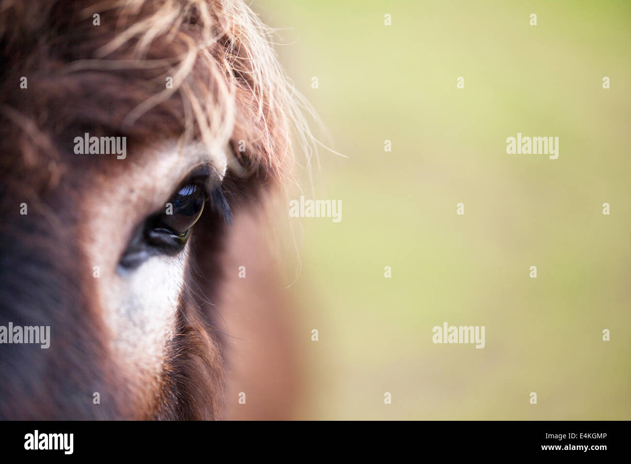 Close up view of a donkey's eye Stock Photo - Alamy