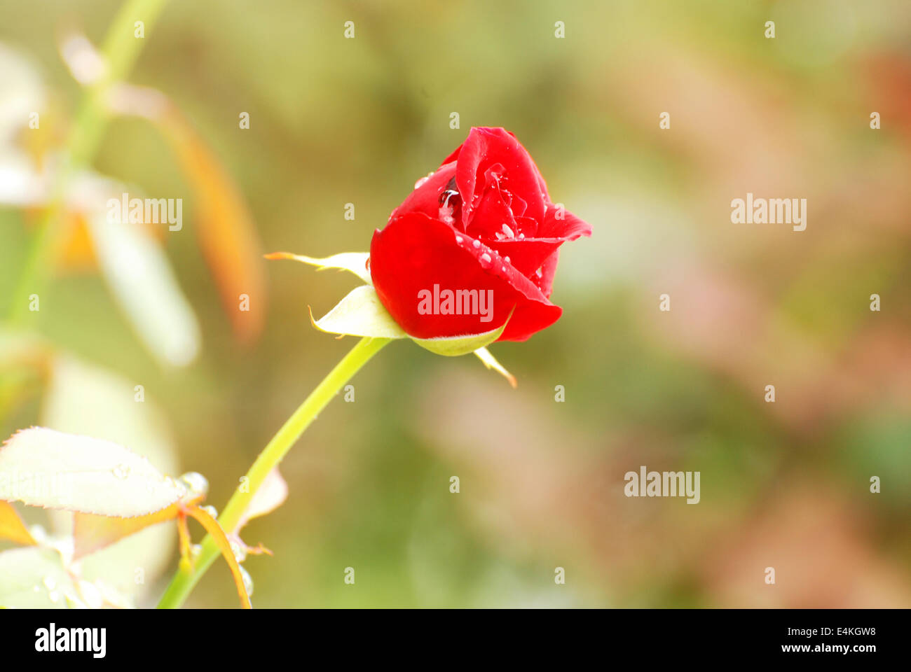 The red rose beautiful Stock Photo - Alamy