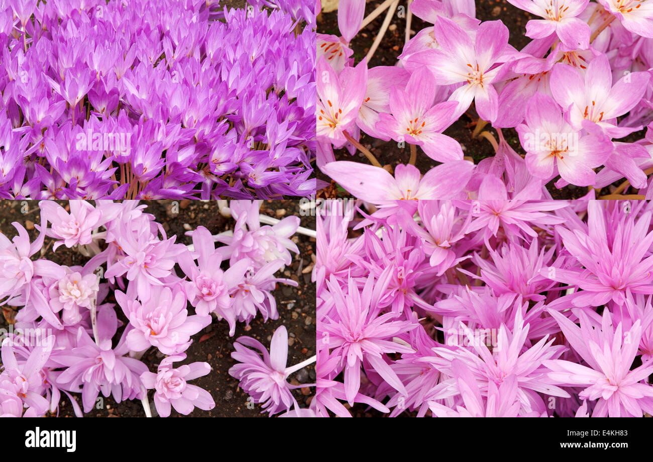 Collage background of purple crocuses Stock Photo - Alamy
