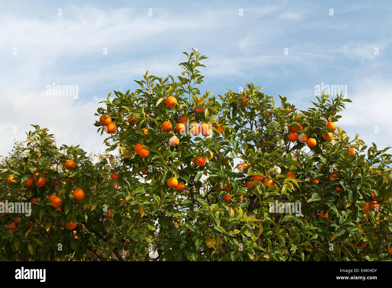 Branches with the fruits Stock Photo - Alamy