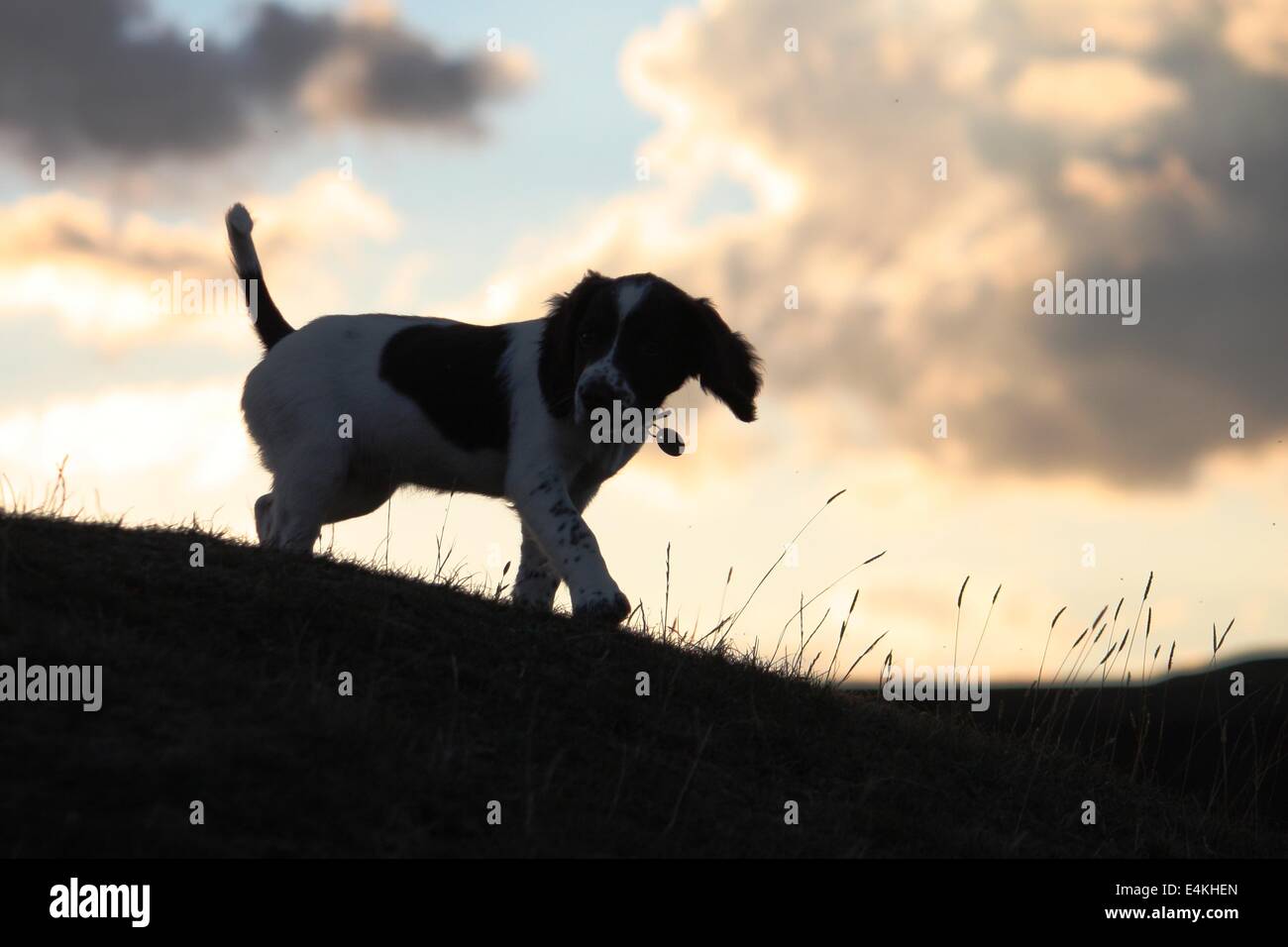 English springer spaniel puppy hi-res stock photography and images - Alamy