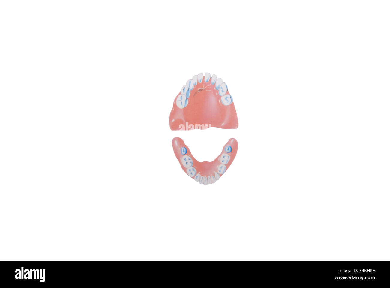 Child skull adult teeth hi-res stock photography and images - Alamy