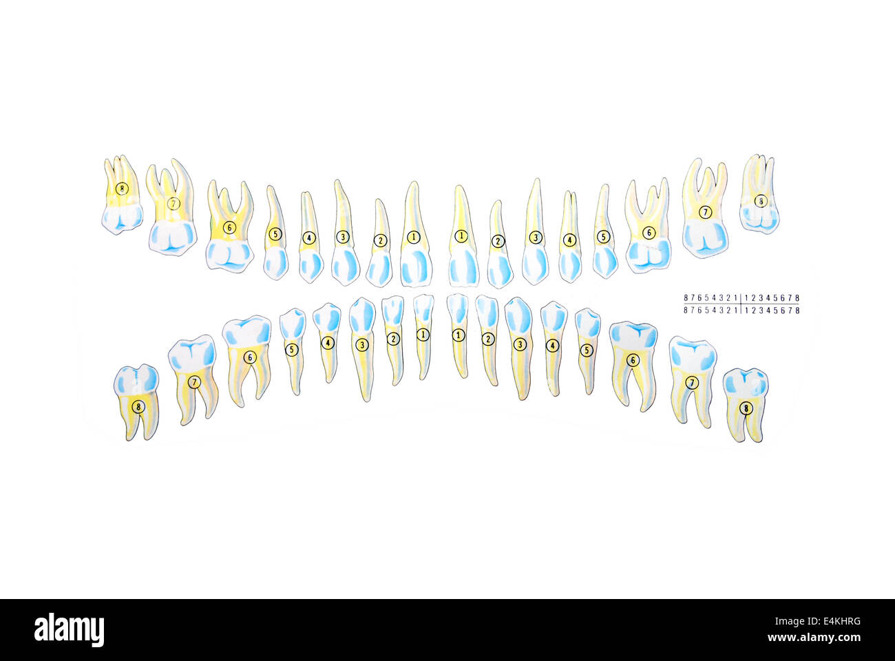 Teeth roots hi-res stock photography and images - Alamy