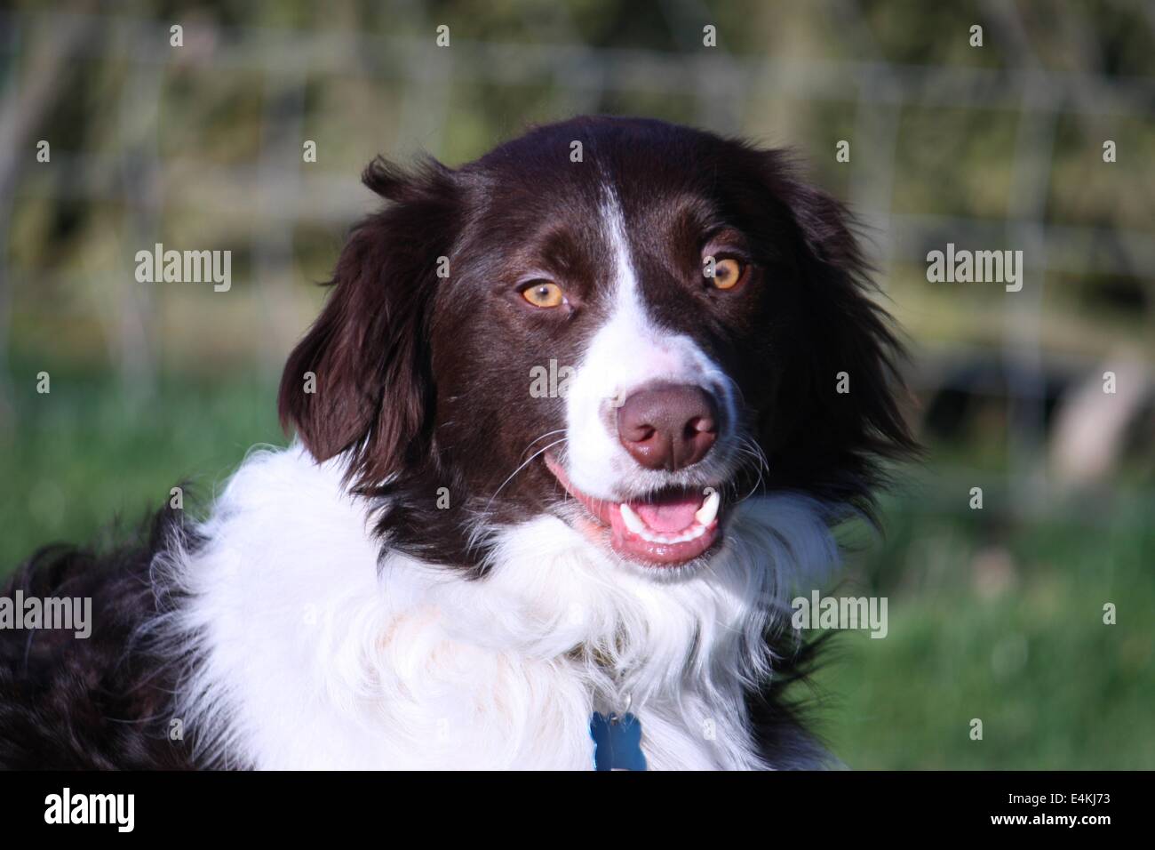 Collie cross hi-res stock photography and images - Alamy
