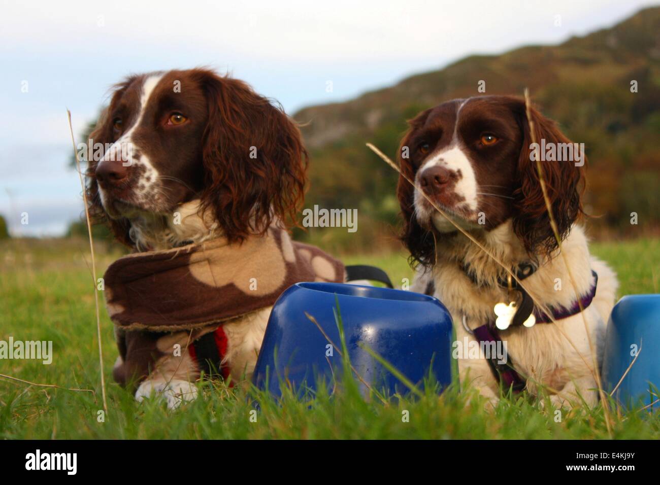 Liver white springer spaniel puppies hi-res stock photography and ...
