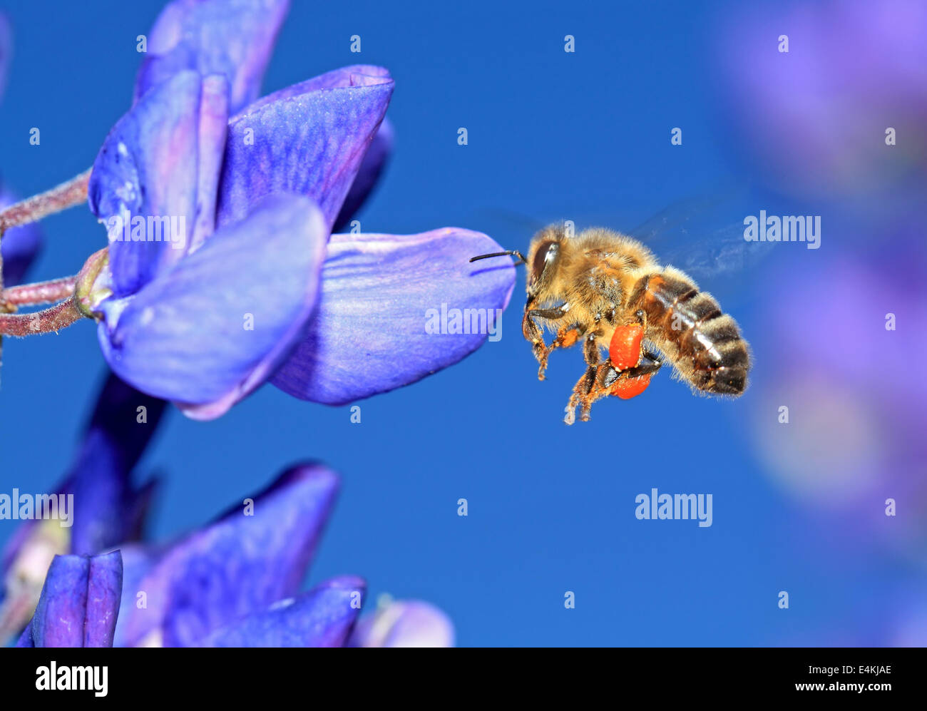 bee with pollen on blue lupine Stock Photo - Alamy