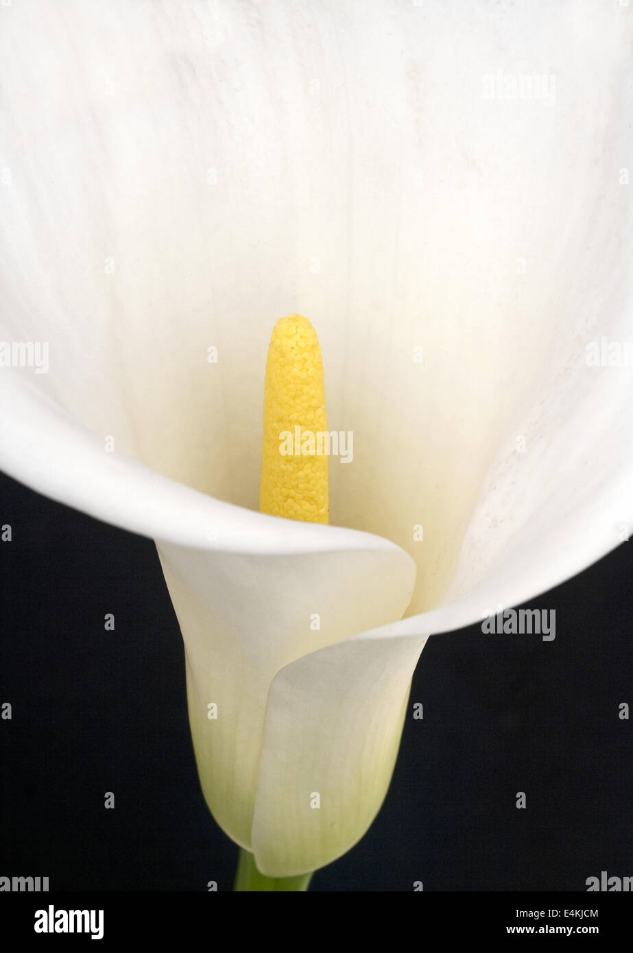 White calla lilly hi-res stock photography and images - Alamy