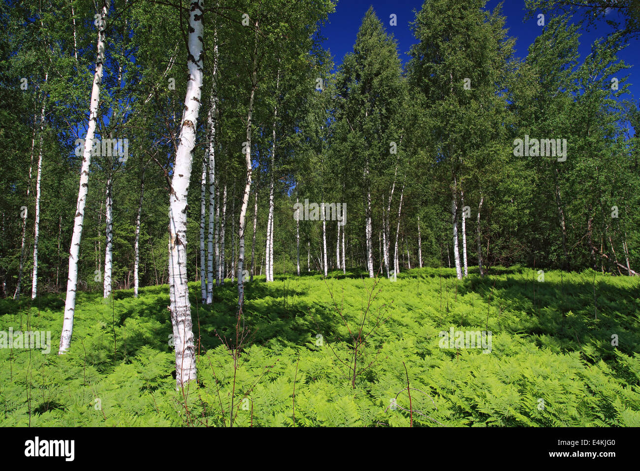 Birch wilderness hi-res stock photography and images - Alamy