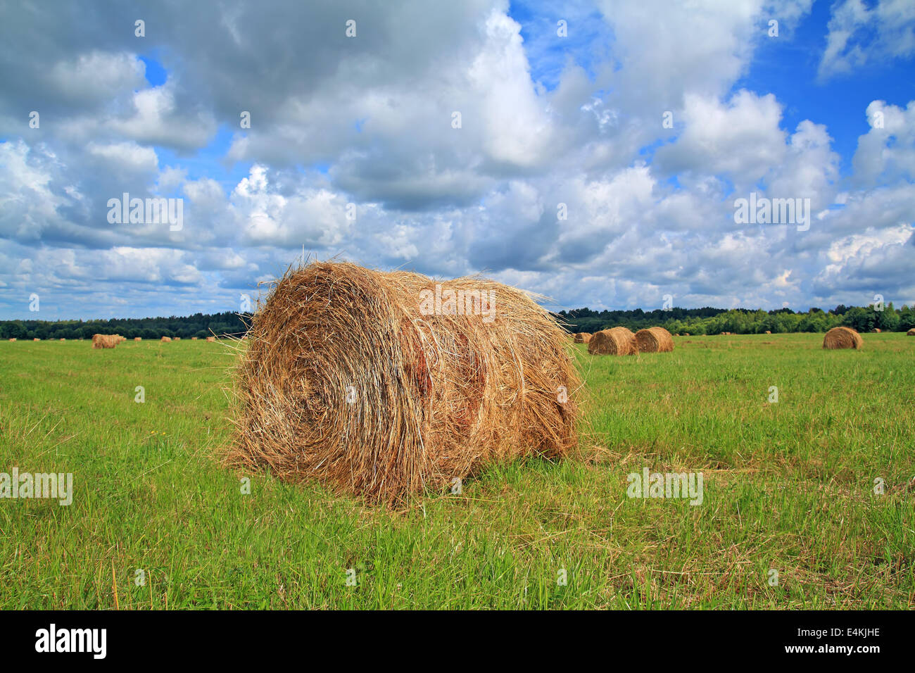 stack hay on summer field Stock Photo - Alamy