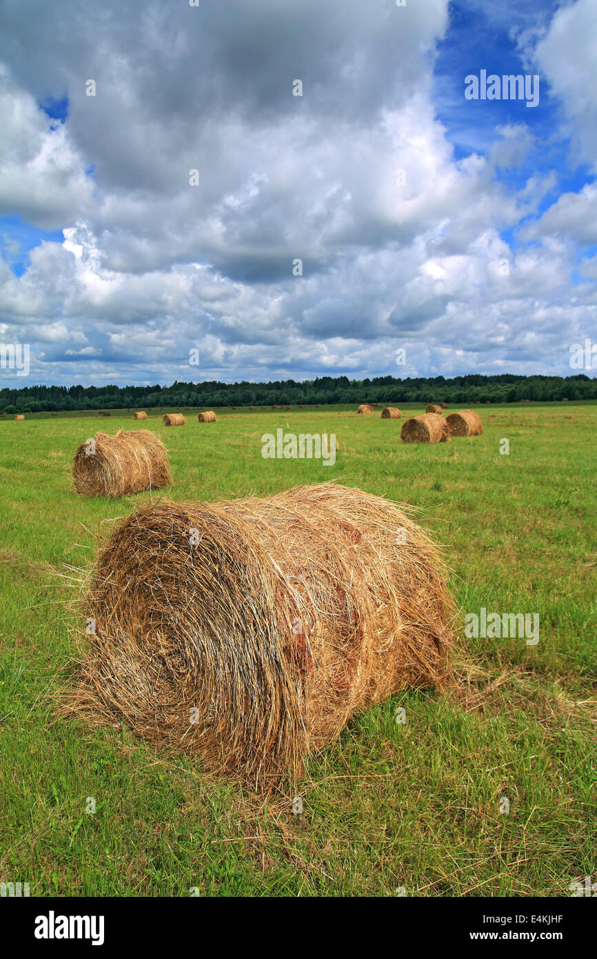 stack hay on summer field Stock Photo - Alamy