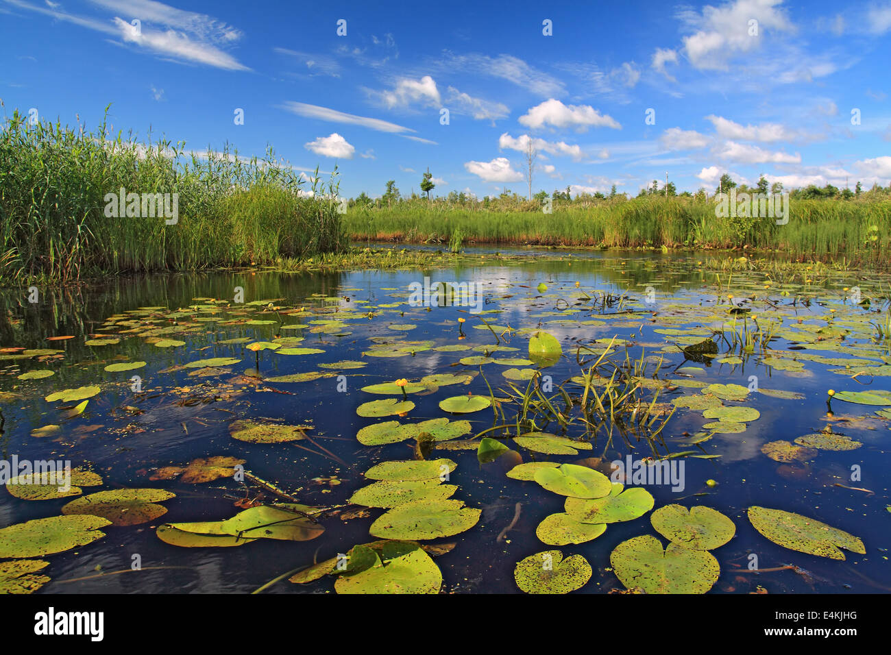 Timber river russia hi-res stock photography and images - Alamy