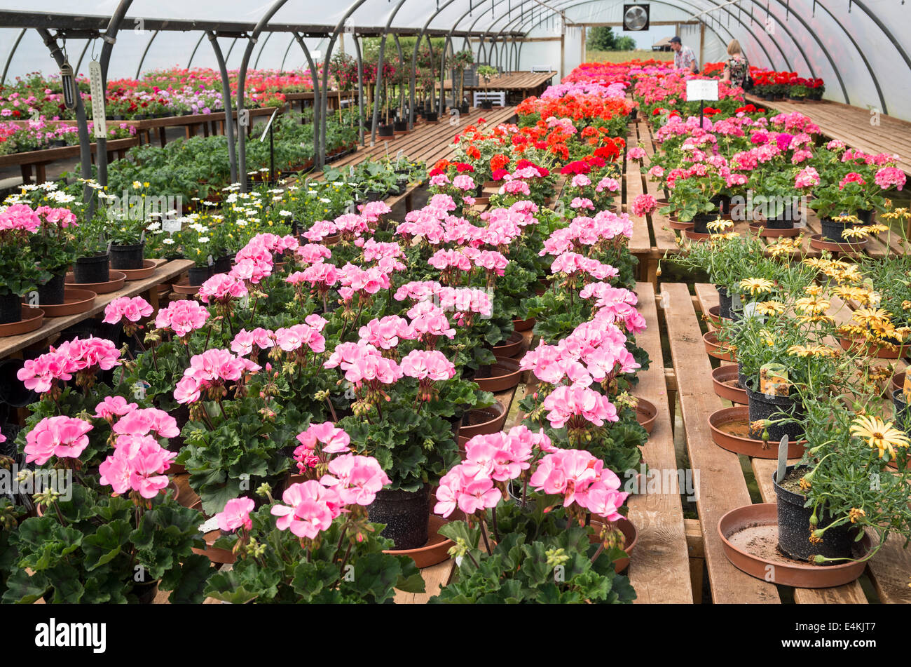 Polytunnel housing young pelargonium plants at an English nursery Stock ...