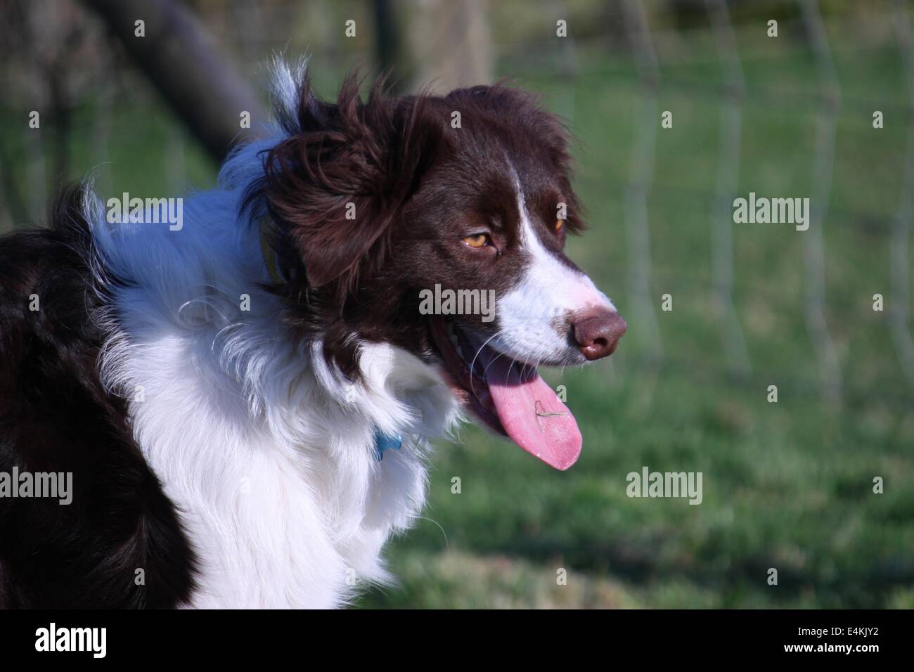 Handsome springer collie cross pet dog Stock Photo - Alamy