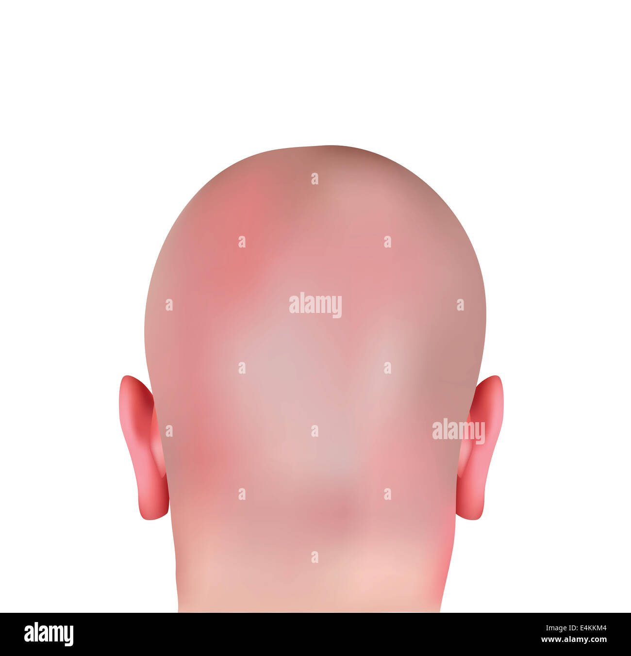 Realistic Bald Head Stock Photo - Alamy