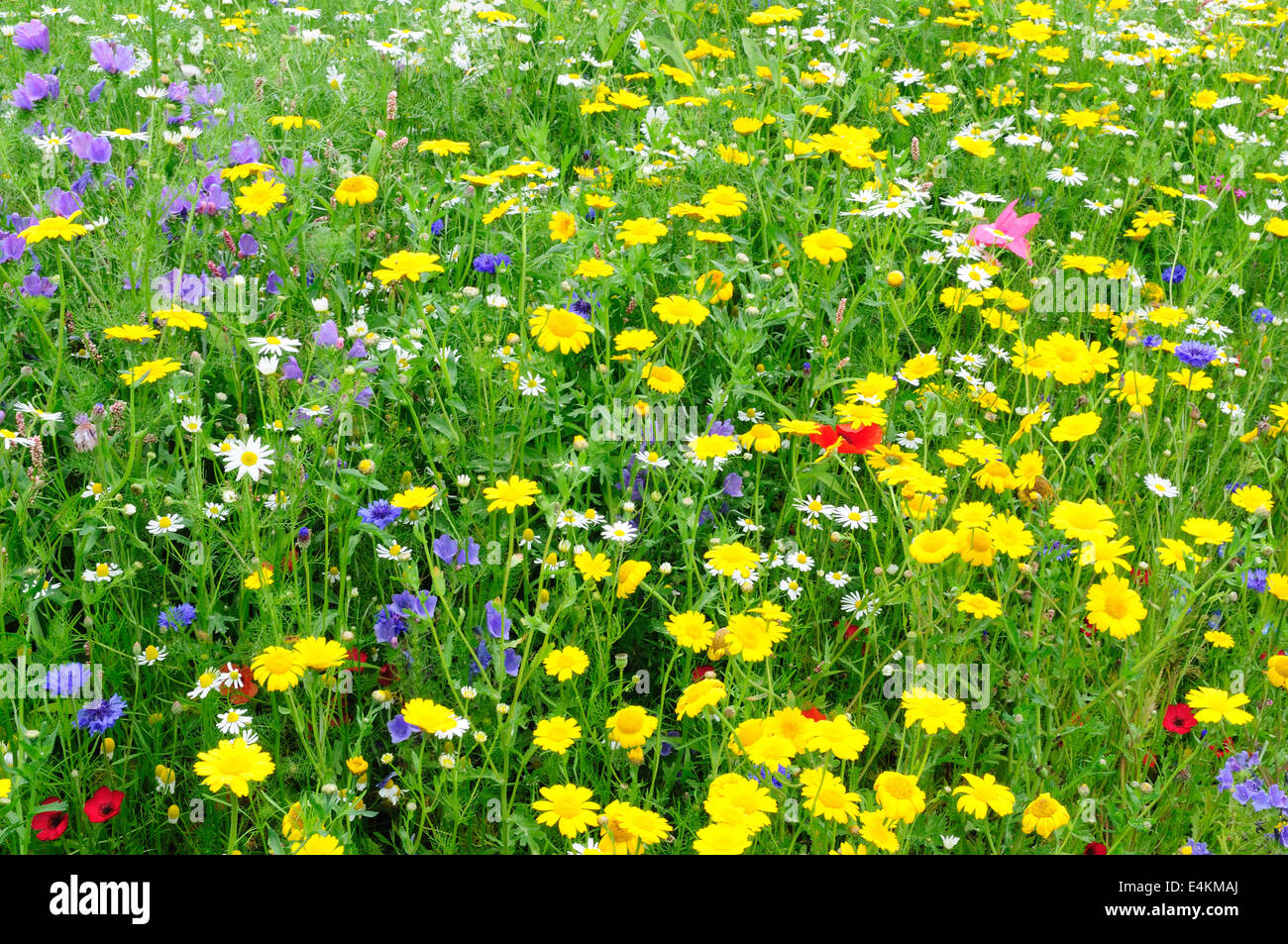 Wild flower meadow wales hi-res stock photography and images - Alamy
