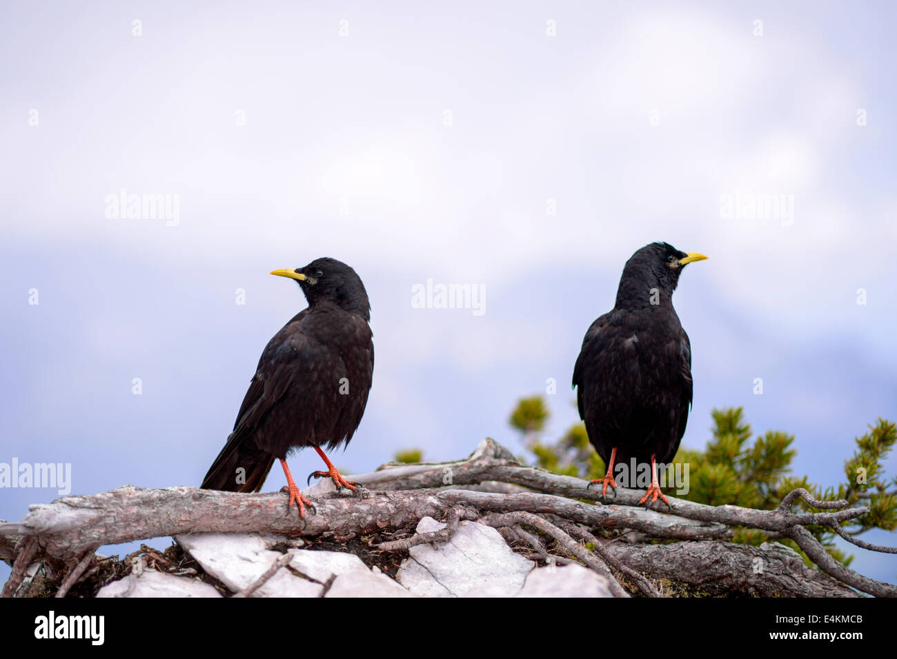 Yellow billed chough alps hi-res stock photography and images - Alamy