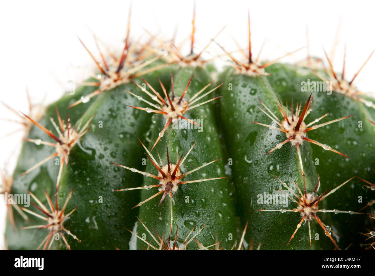 cactus with spines Stock Photo - Alamy