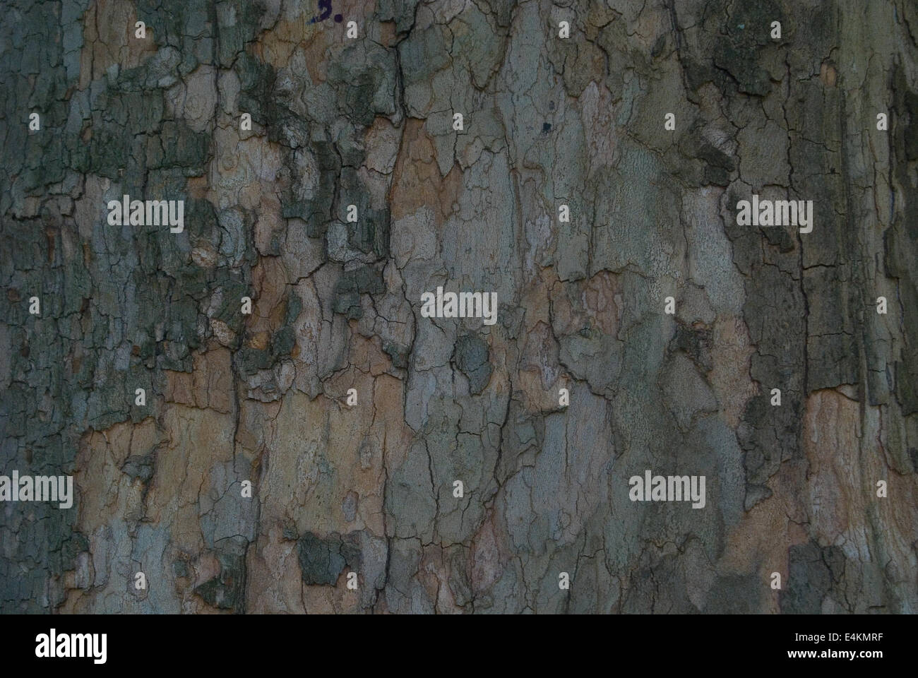 Lines and ridges in tree bark hi-res stock photography and images - Alamy