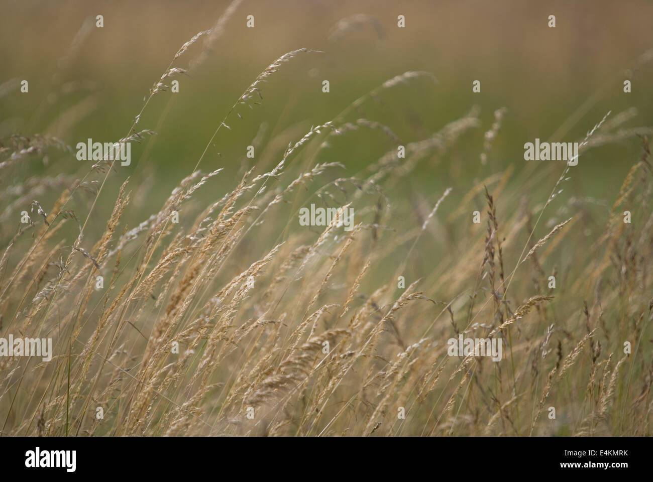 wind in grass Stock Photo - Alamy