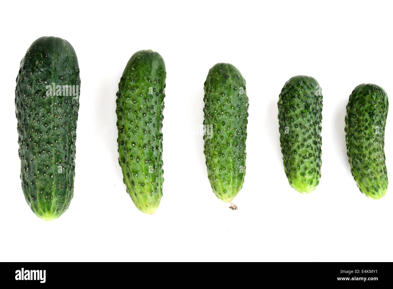 five ripe cucumber Stock Photo - Alamy