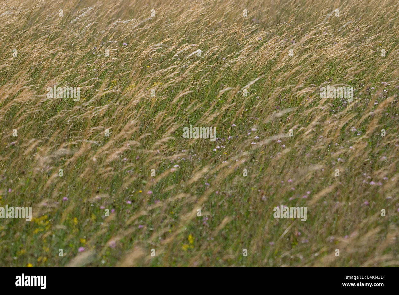 wind in grass Stock Photo - Alamy