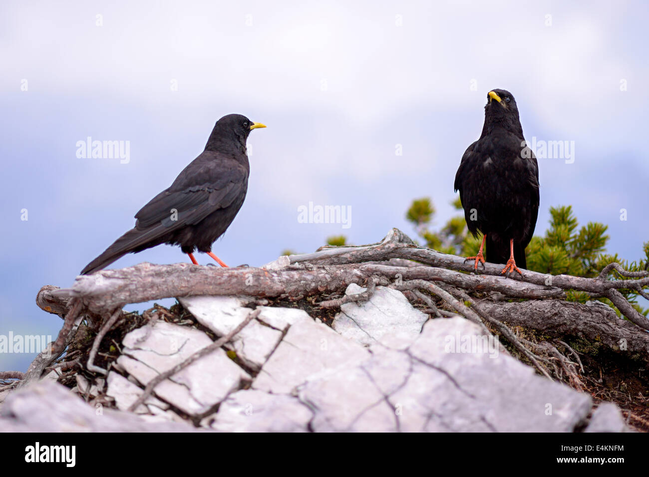 Alpine chough sitting on a branch Stock Photo - Alamy