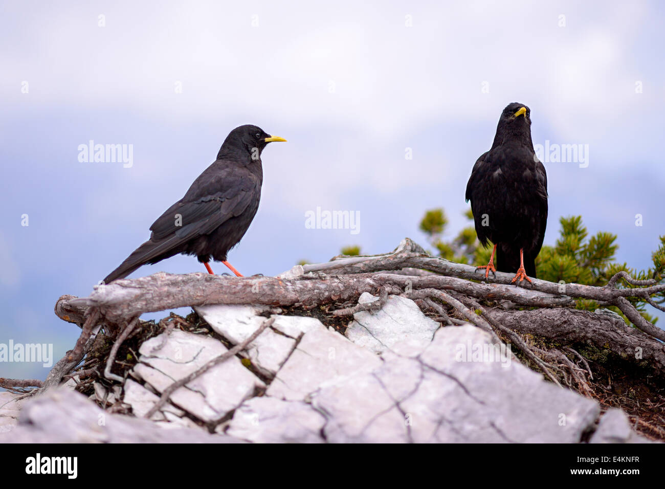 Alpine branch hi-res stock photography and images - Alamy