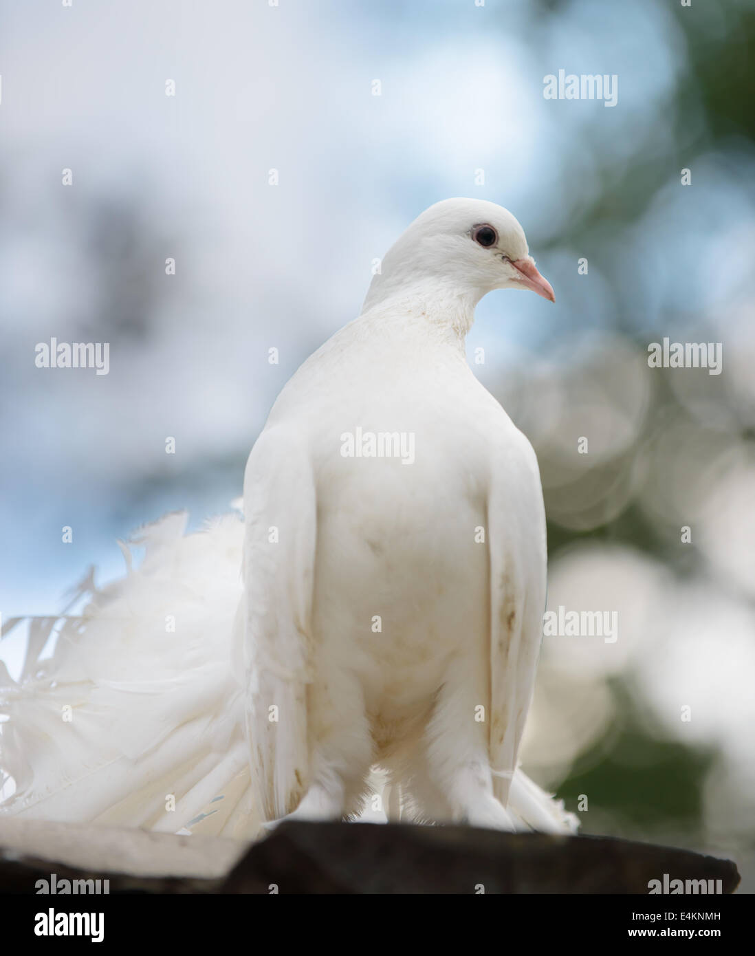 Blur dove hi-res stock photography and images - Alamy