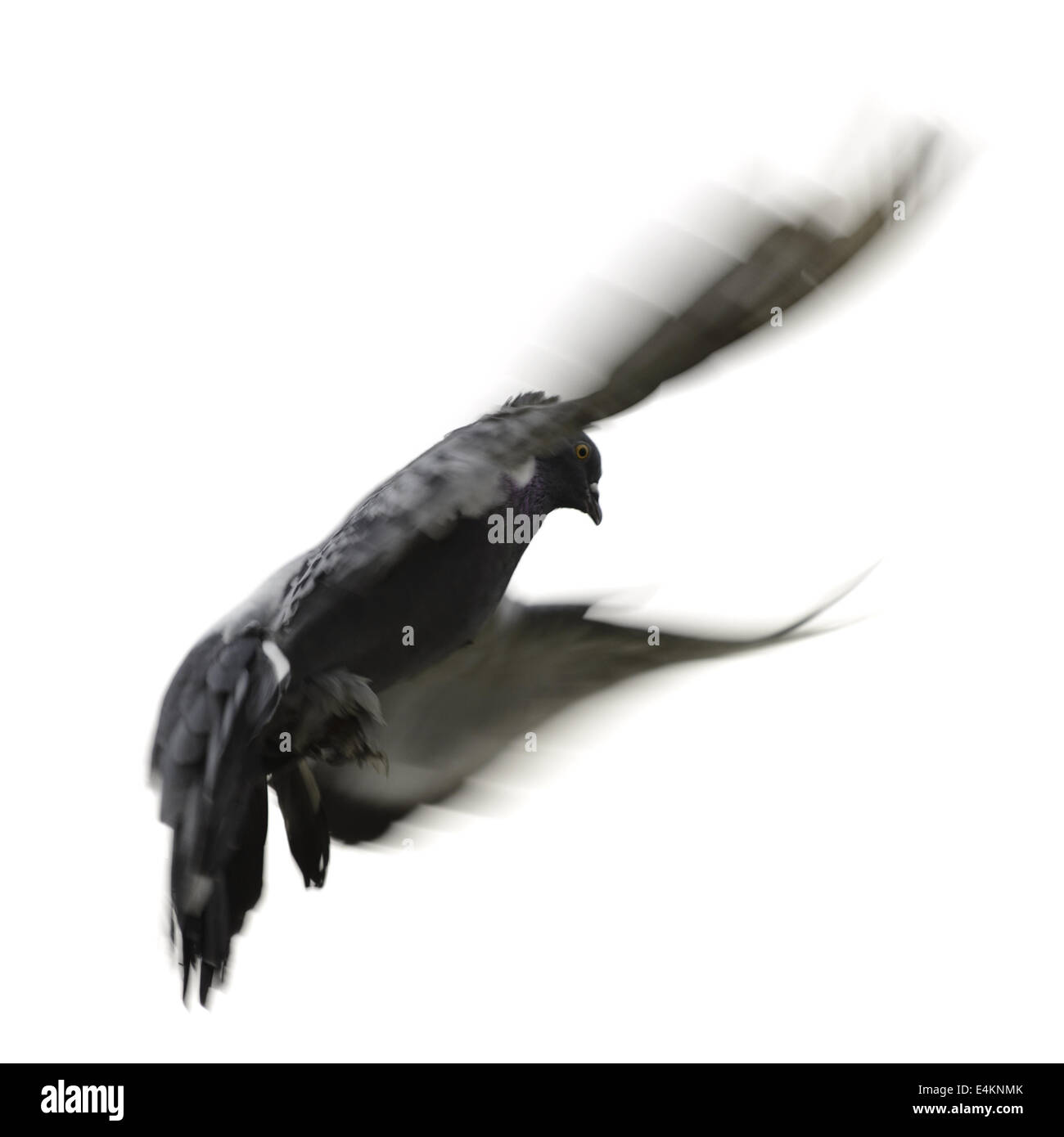 Dove in flight Stock Photo - Alamy