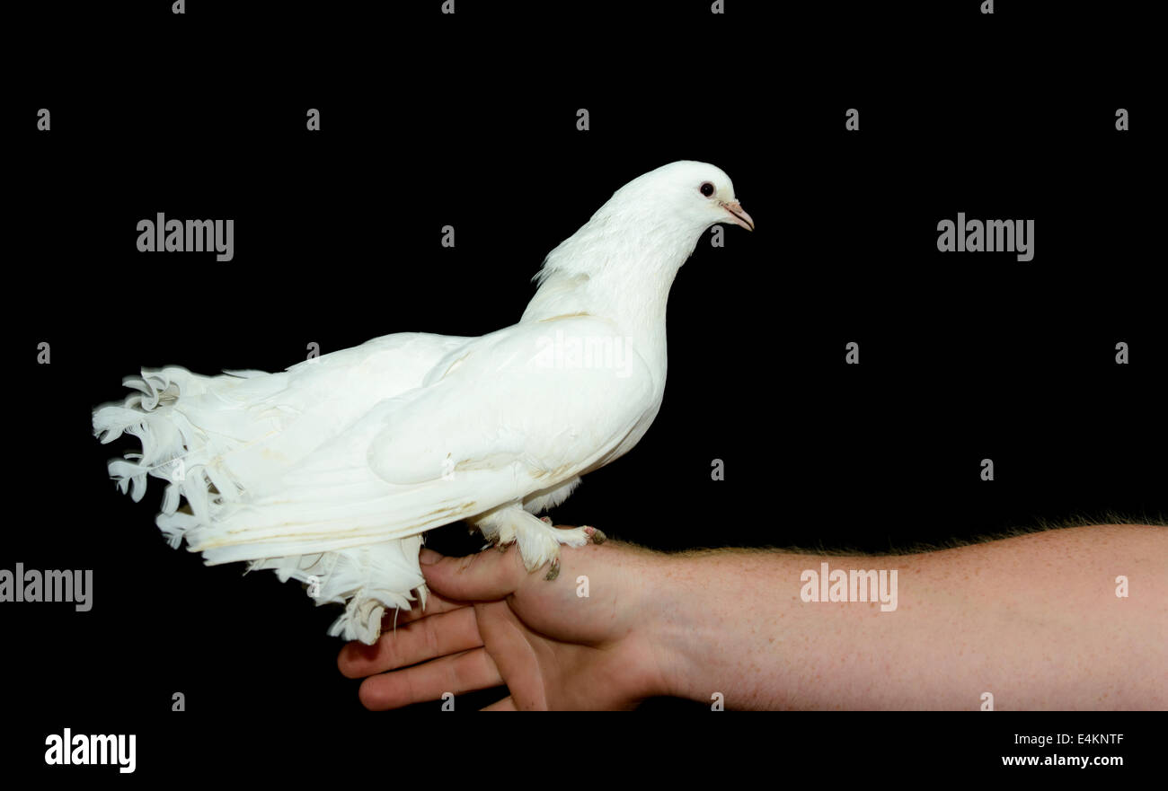 White dove on his hand Stock Photo - Alamy