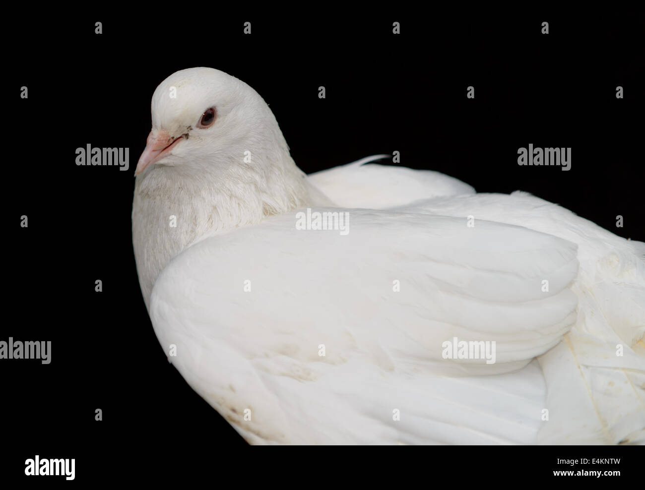 Black and white dove hi-res stock photography and images - Alamy