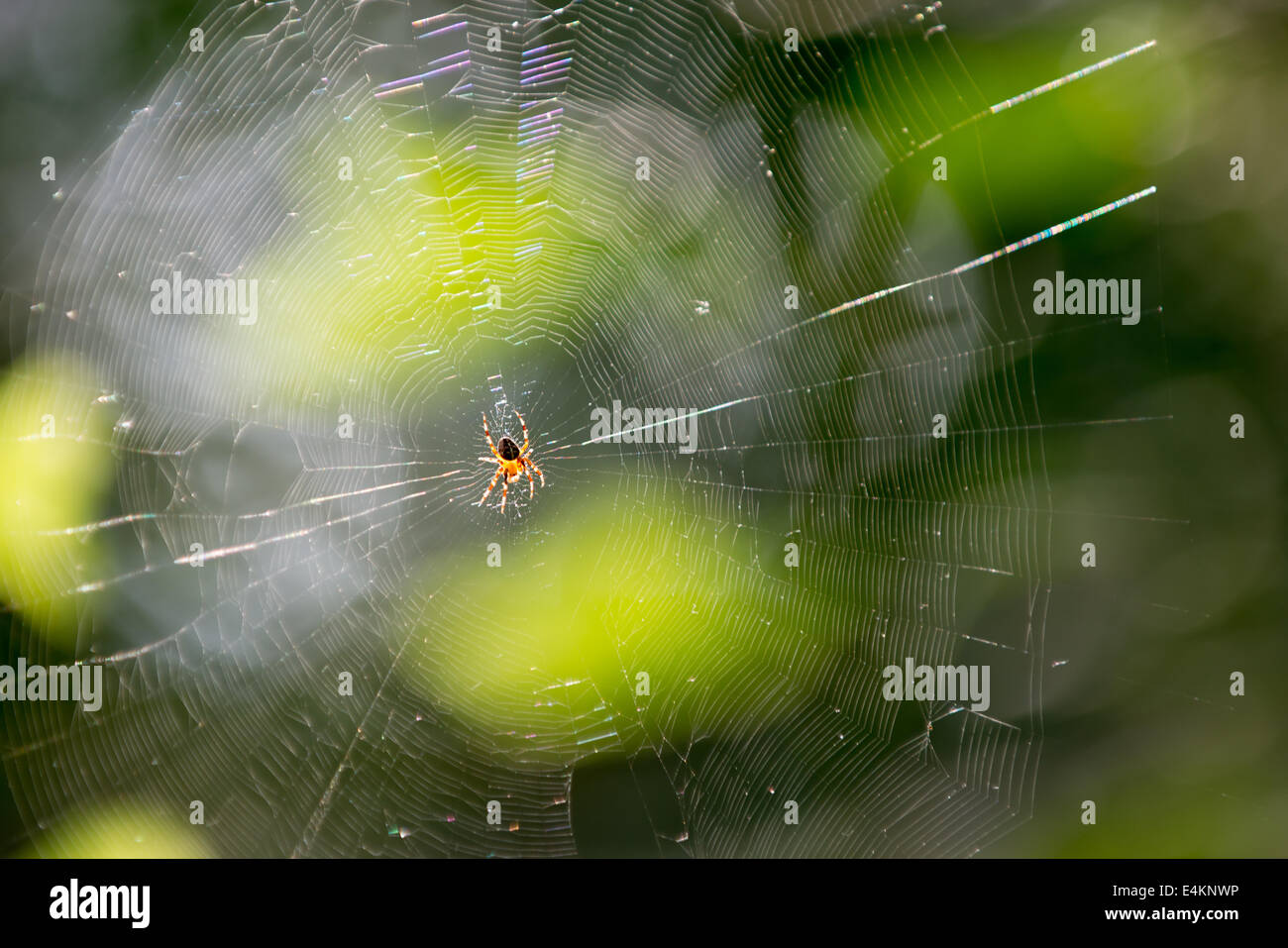 The spider and the web Stock Photo - Alamy
