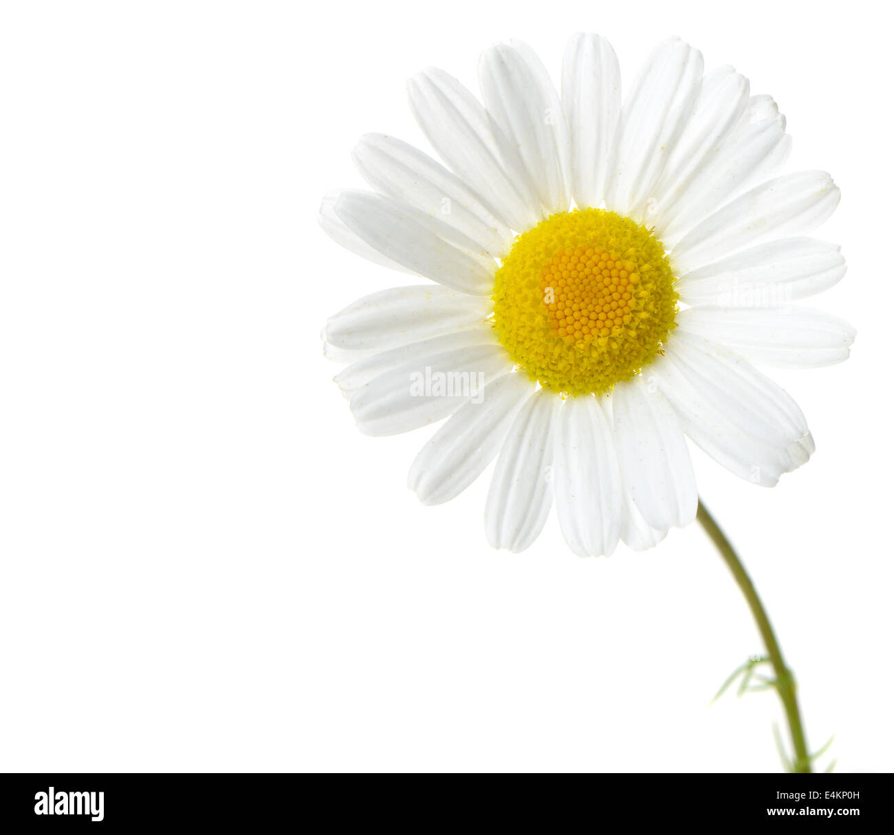 Wild grass in rural Cut Out Stock Images & Pictures - Alamy