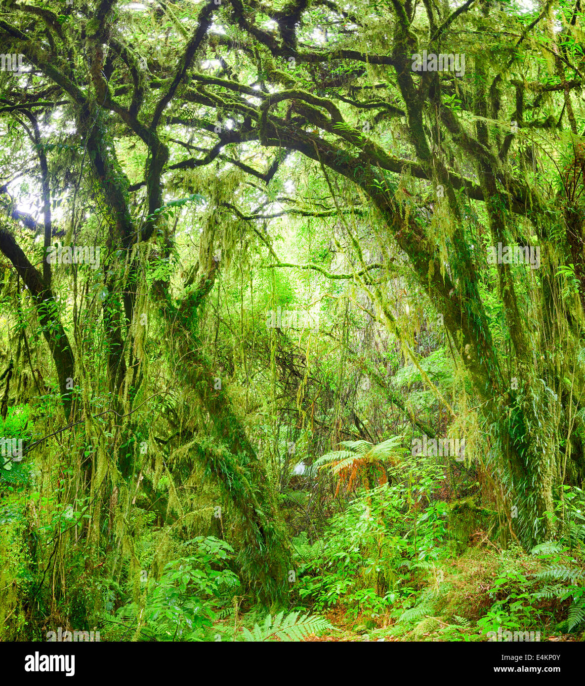 New zealand landscape fern sunlight hi-res stock photography and images ...