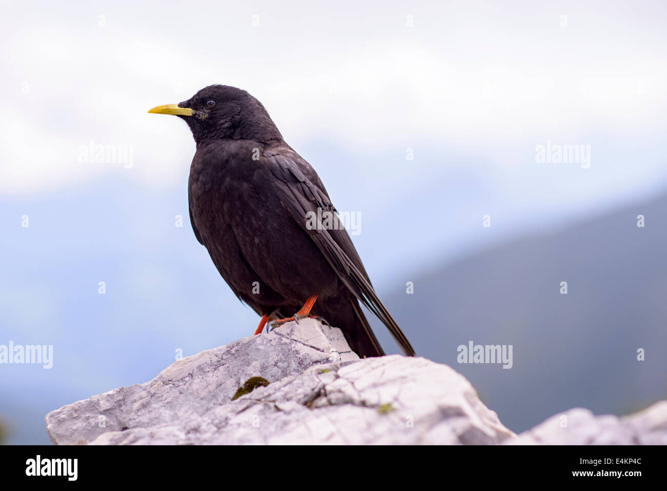 Alpine chough sitting on a rock Stock Photo - Alamy
