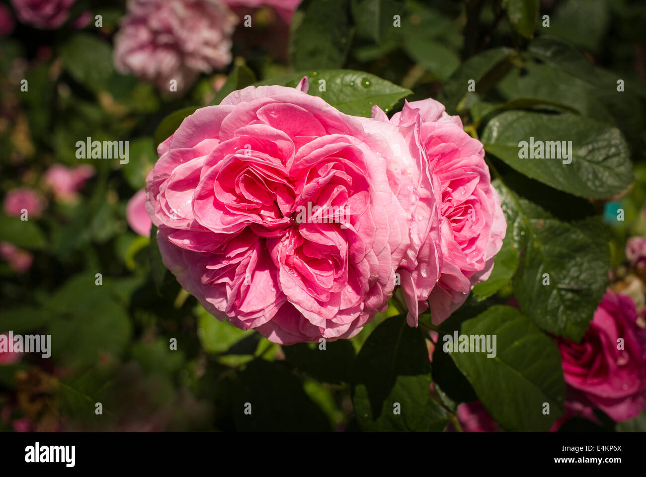 Rosa Gertrude Jekyll in a French garden Stock Photo - Alamy