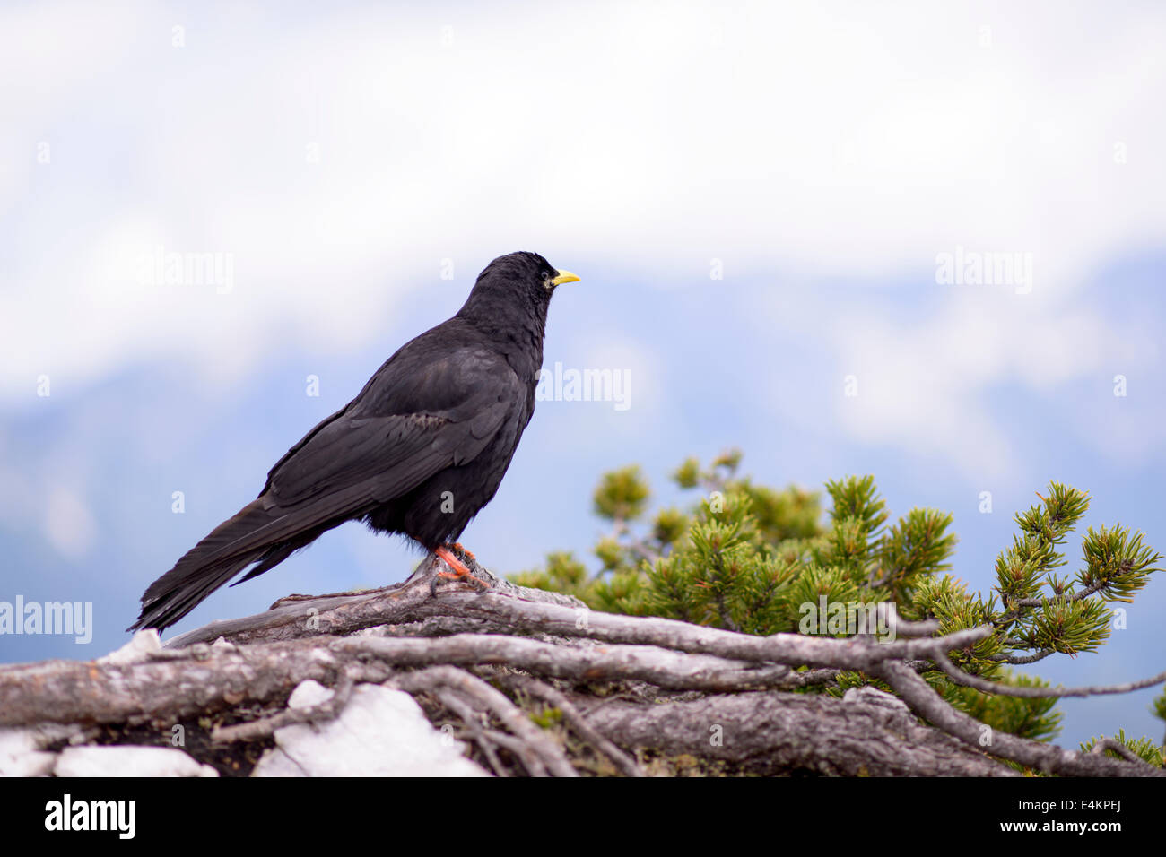 Alpine chough sitting on a branch Stock Photo - Alamy
