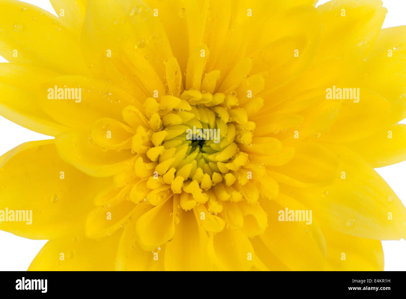 Chrysanthemum Yellow Stock Photos & Chrysanthemum Yellow Stock Images ...