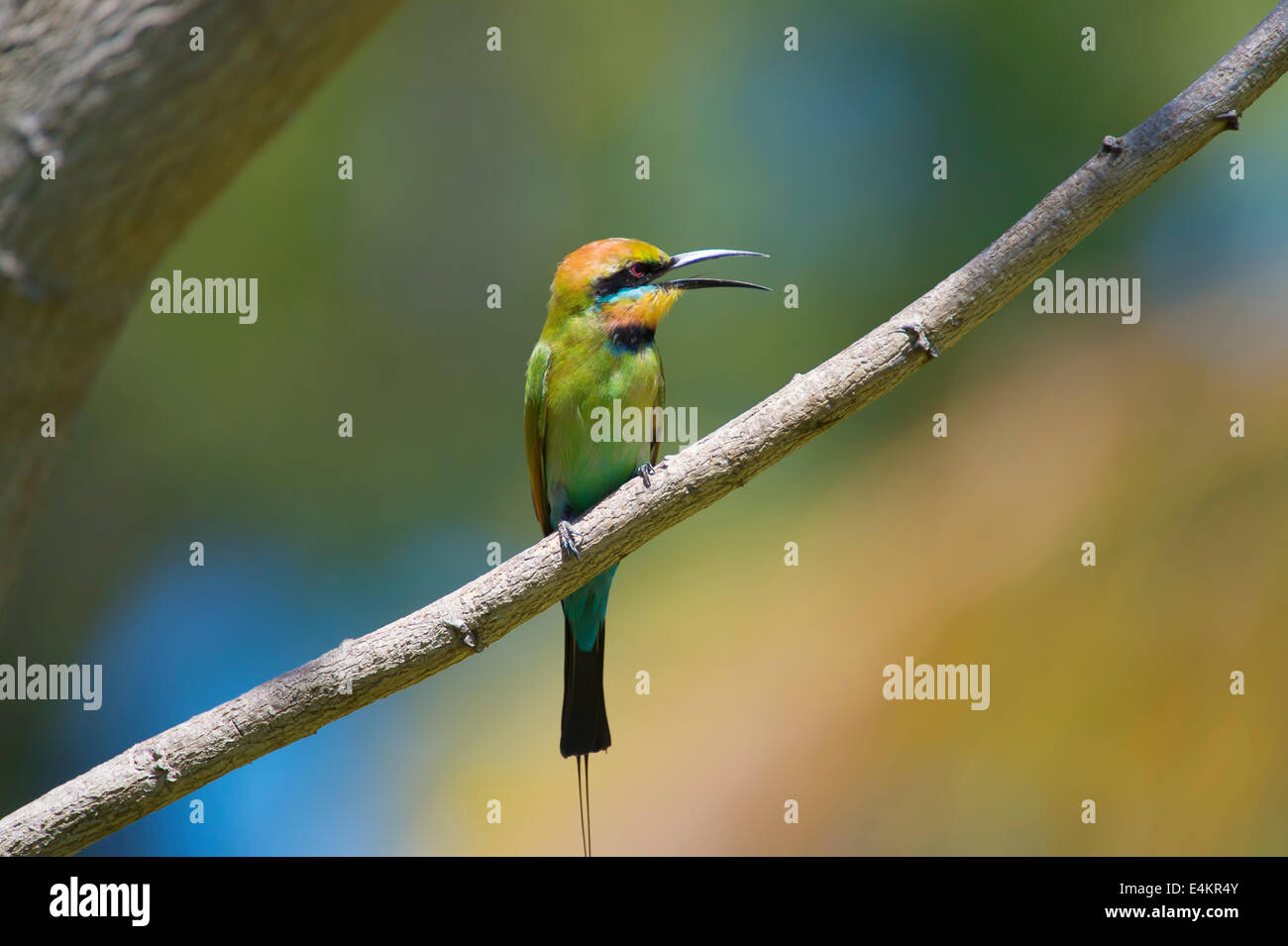 Rainbow bee eater hi-res stock photography and images - Alamy