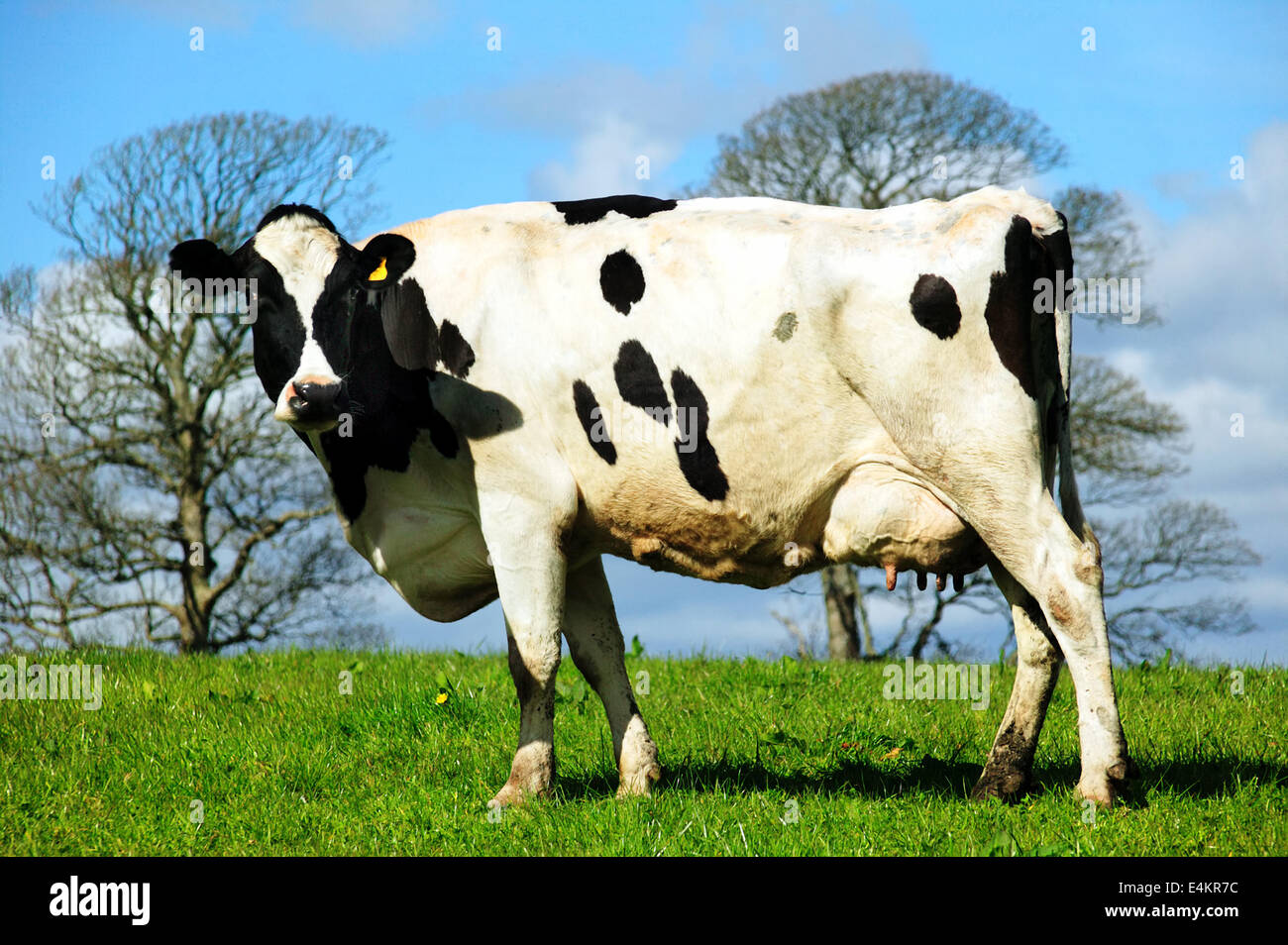 Holstein Cow In Dairy Farm High Resolution Stock Photography and Images ...